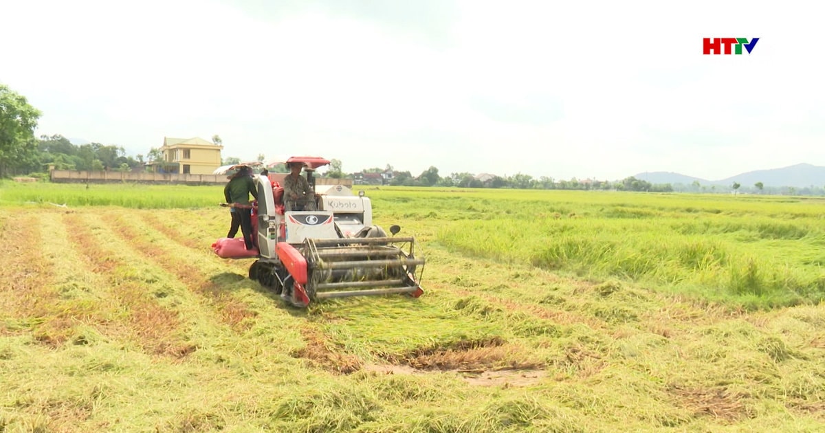 Đẩy nhanh tiến độ thu hoạch lúa Xuân